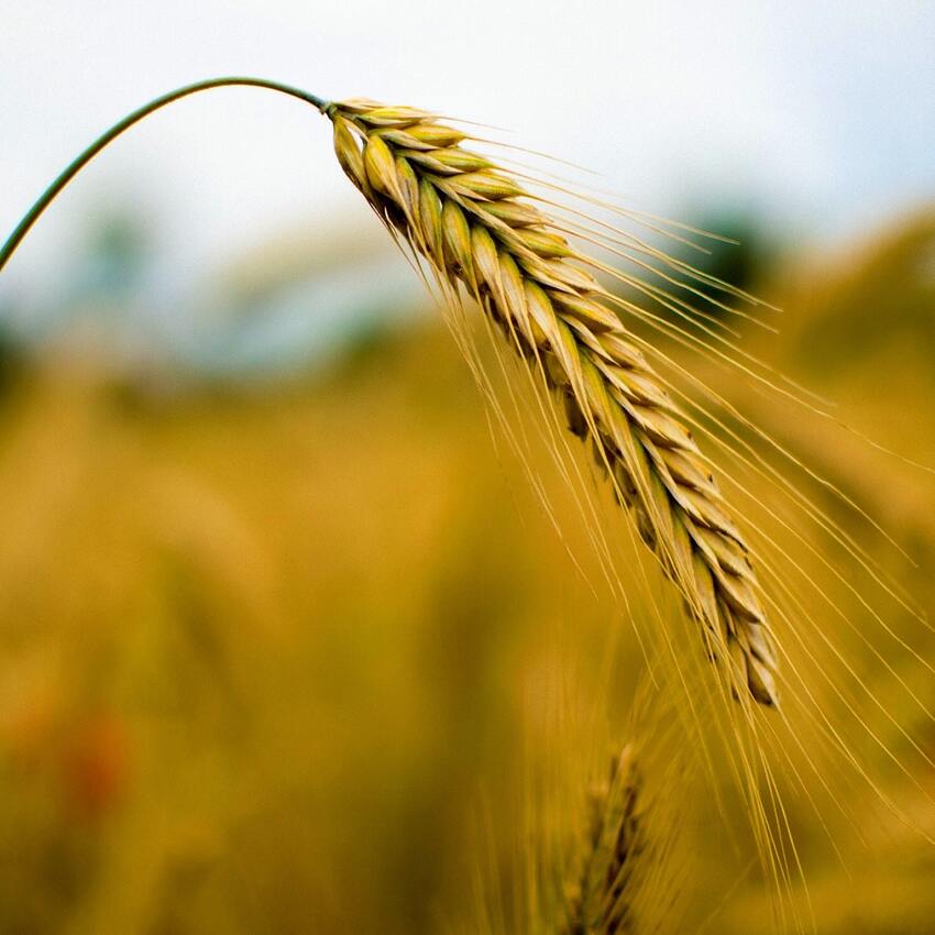 Dit jaar extra risico op ergot alkaloïden in graan